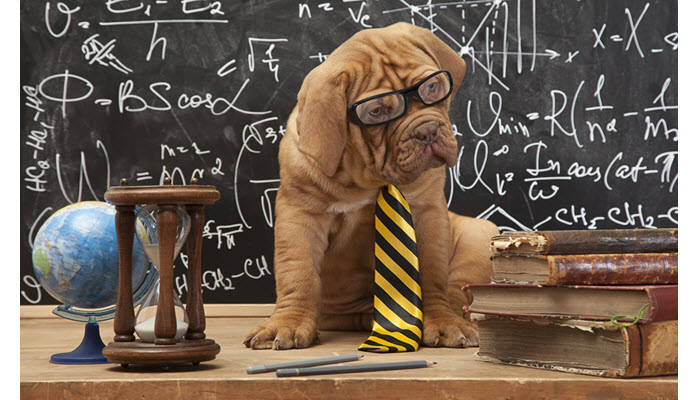 Chief Instructor: Dr. Henry Wan | Ivy League Education Center